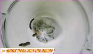 Plastic-Eating Worms | Kid Scoop
